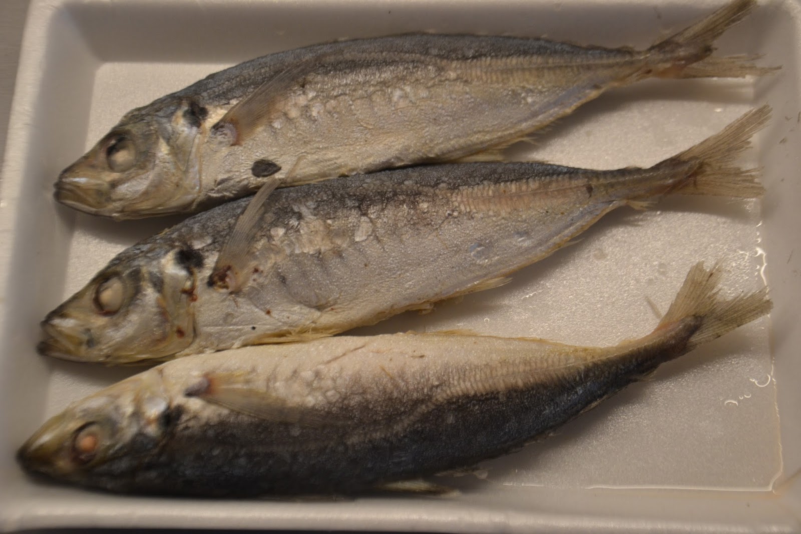 Oppdag Fisk!: Kort Makrell/Indisk Dvergmakrell/Short Mackerel ...