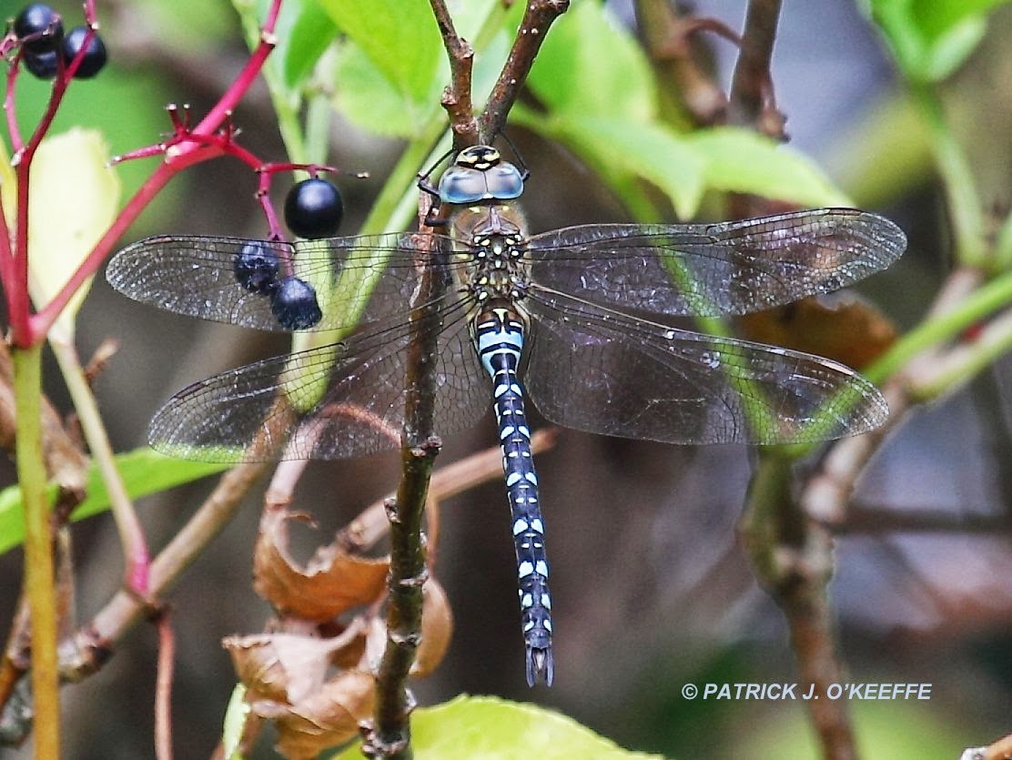 Raw Birds: MIGRANT HAWKER DRAGONFLY (Aeshna mixta) Hutchinson's Strand ...