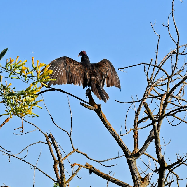 Adventures through Photography: It's a Bird! It's a Plane! Or Is It ...