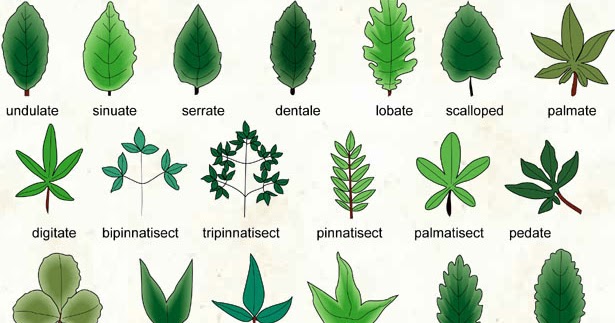 Daun Yang Memukau - SMA AL HIKMAH MUNCAR