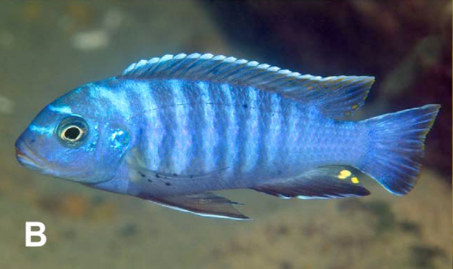 Sciency Thoughts: Five new species of Mbuna from Lake Malaŵi.