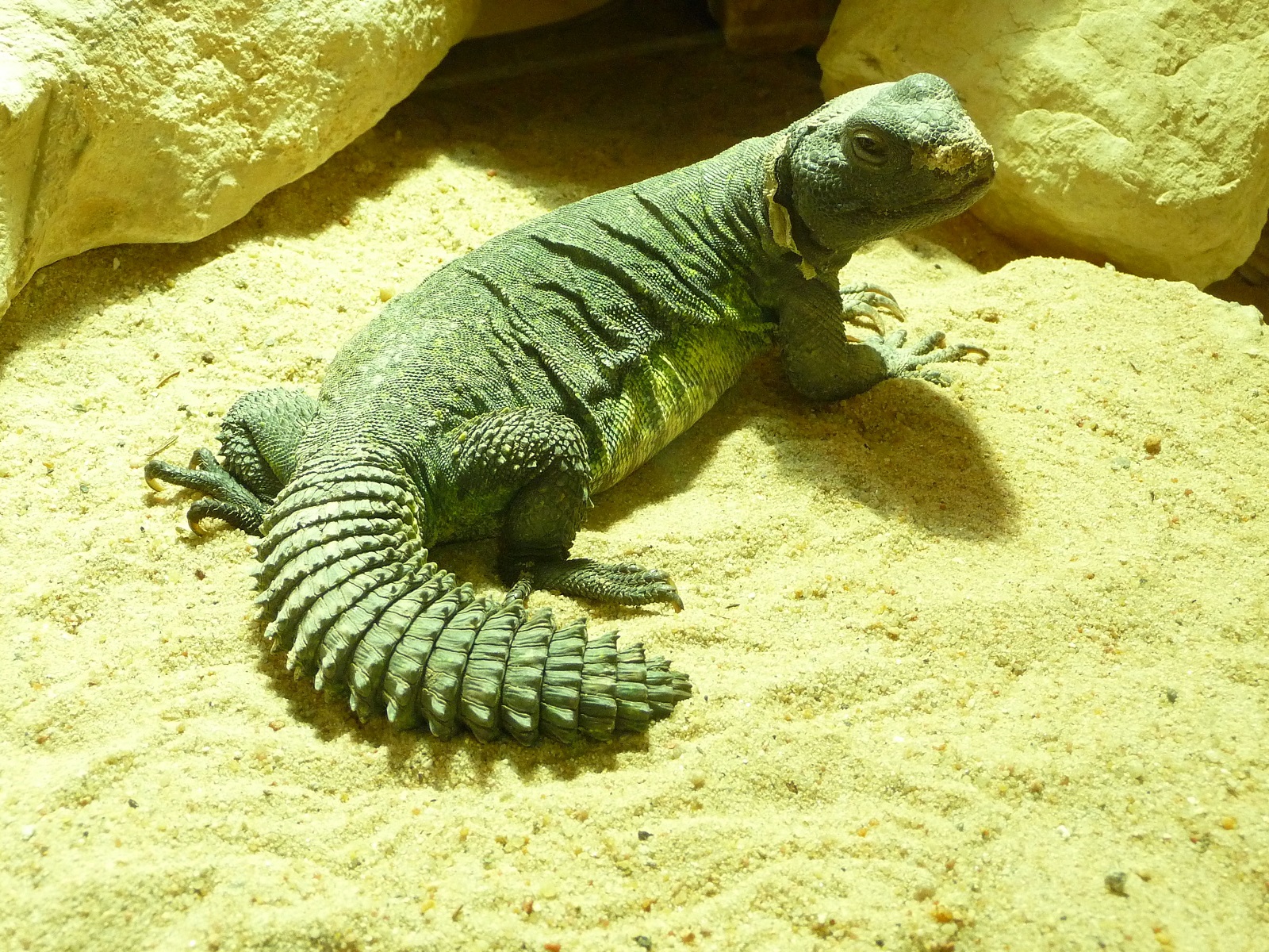 Real Monstrosities: Spiny-tailed Lizard | Lizard, Uromastyx, Reptile ...