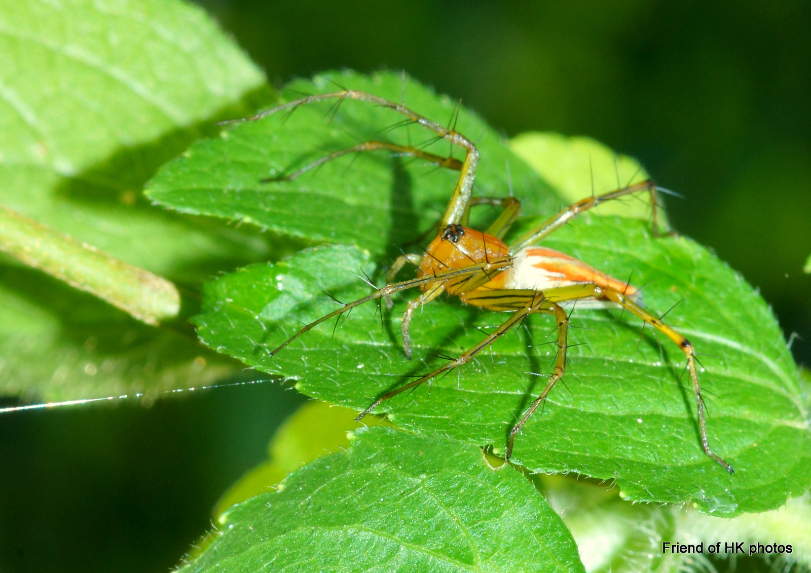 Photographic Wildlife Stories in UK/Hong Kong: Interesting Spiders
