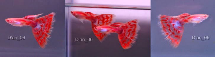 Love You Are Pet's: KEISTIMEWAAN GUPPY DAN PEMIJAHANNYA