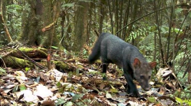 White Wolf : Rare and Elusive Wild Jungle Dog Caught on Camera by Accident