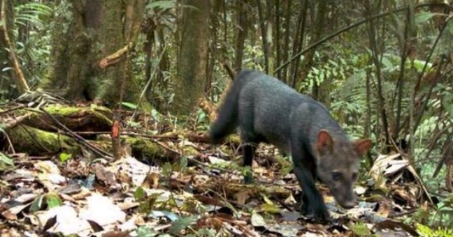 White Wolf : Rare and Elusive Wild Jungle Dog Caught on Camera by Accident