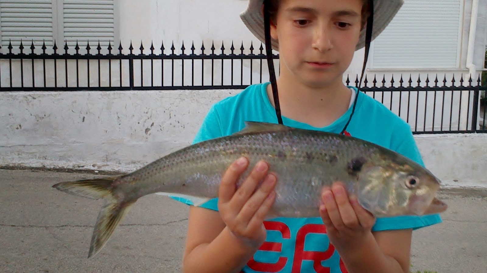 Athens Nature Journal: Wanted: Alosa fallax - Twaite Shad records from ...