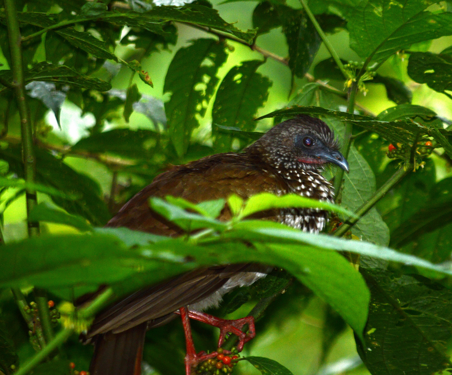 TRAS EL VUELO DE LAS AVES: NATURALEZA COLOMBIANA ( DEPARTAMENTO DEL META )