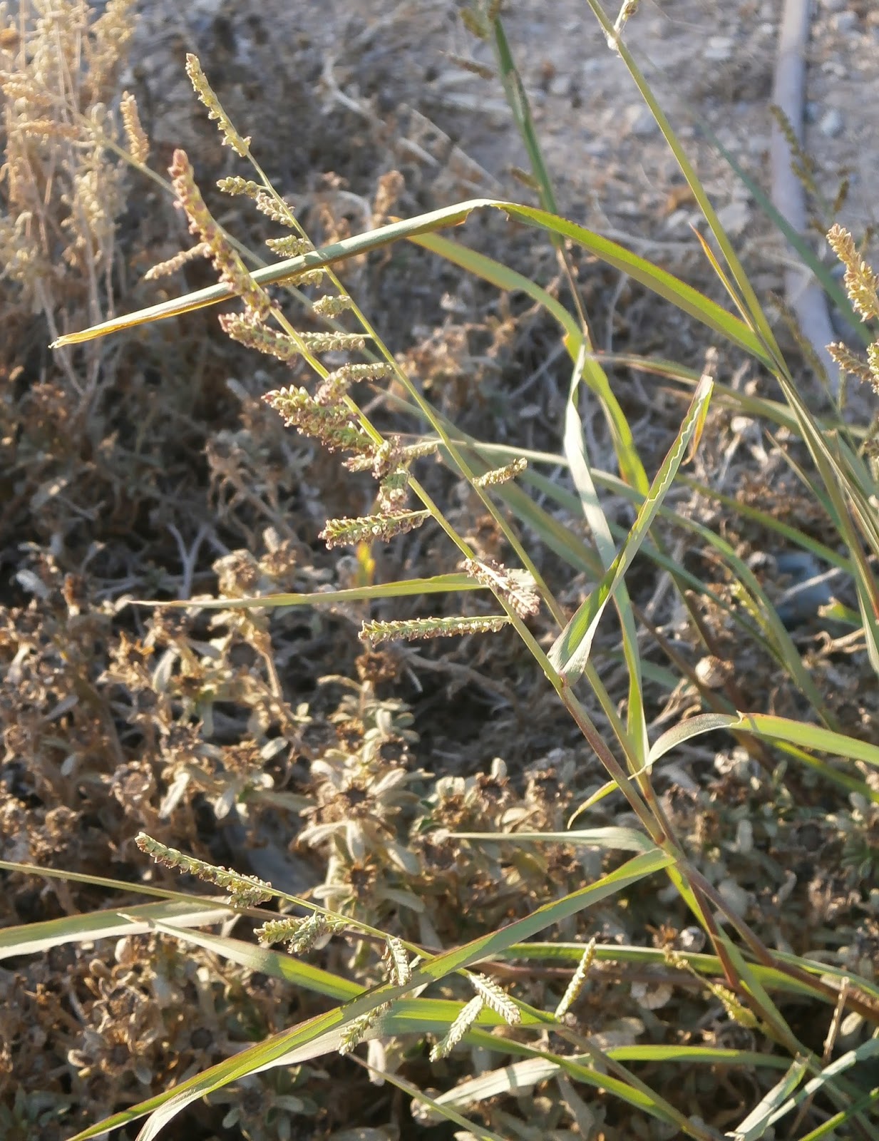 HERBARIO VIRTUAL DE BANYERES DE MARIOLA Y ALICANTE: 17 ago 2013