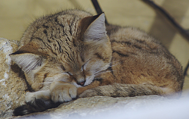 The Sand Cat – Desert Cat Extraordinaire | The Ark In Space