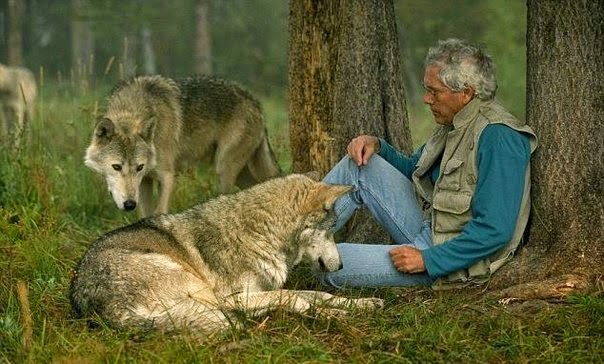 White Wolf : 15 Most Amazing Pictures of Wolf - Human Interaction