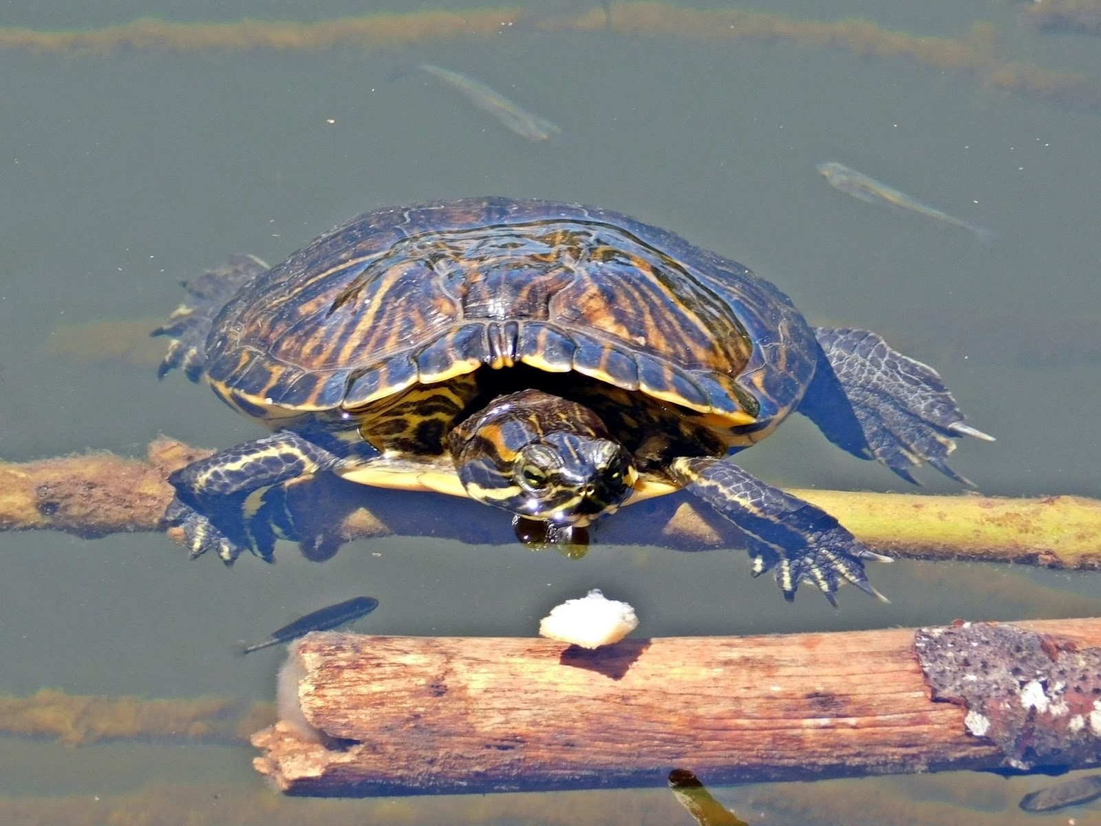 (Paleo-)Herpetología: Trachemys scripta - Tortuga pintada americana o ...