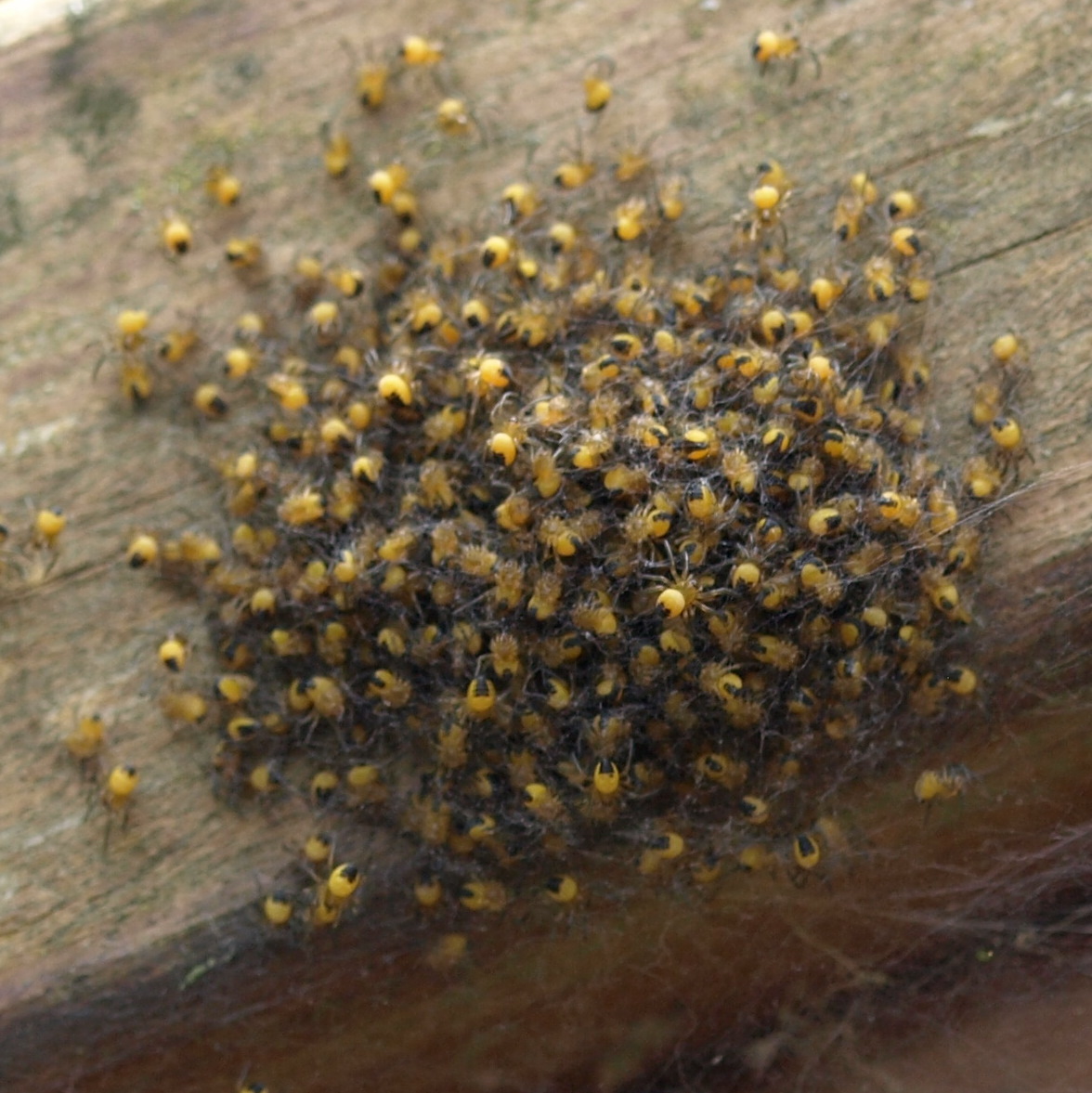 Shelley Macdonald Designs: April 2011