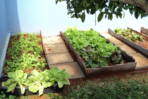 Yokonoen Brasil: Cultivo Yoko: aprendizado para a vida