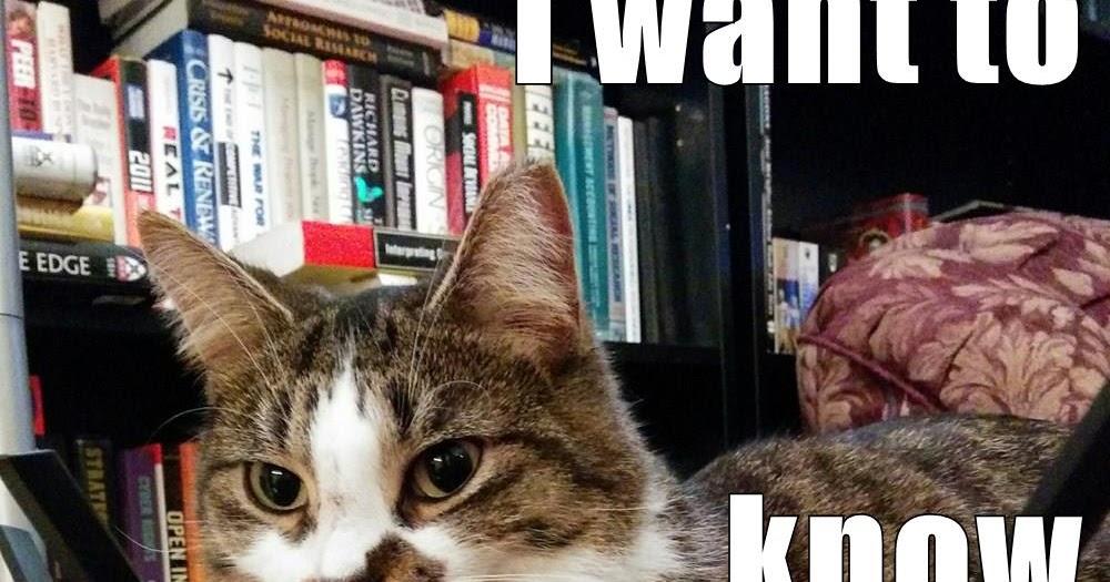 Growth Mindset & Feedback Cats: I want to know more!