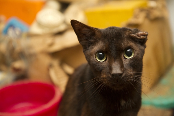 Animal Hoarding News & Info: Largest National Case of Animal Hoarding ...