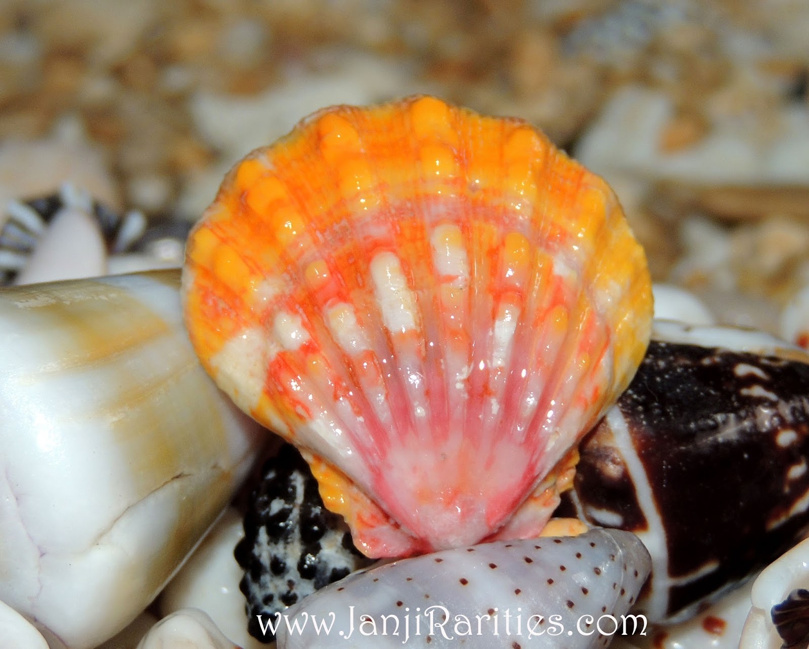 Kahelelani & Sunrise shell jewelry by.... Janjira