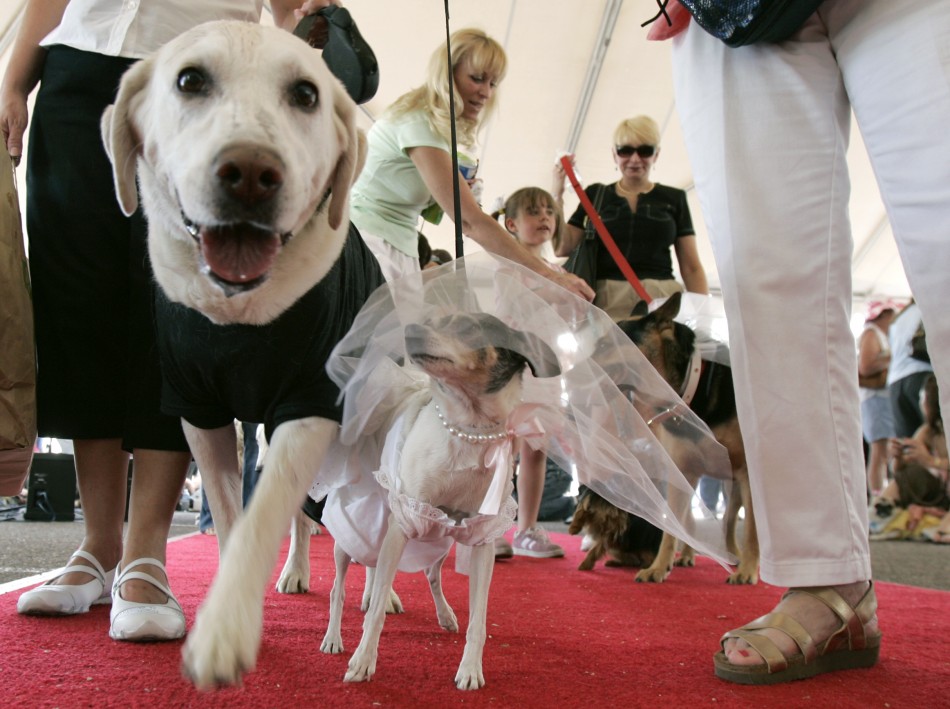 Funny Animals: Funny Dogs Marriage, Cute Lovely Dogs Marriage