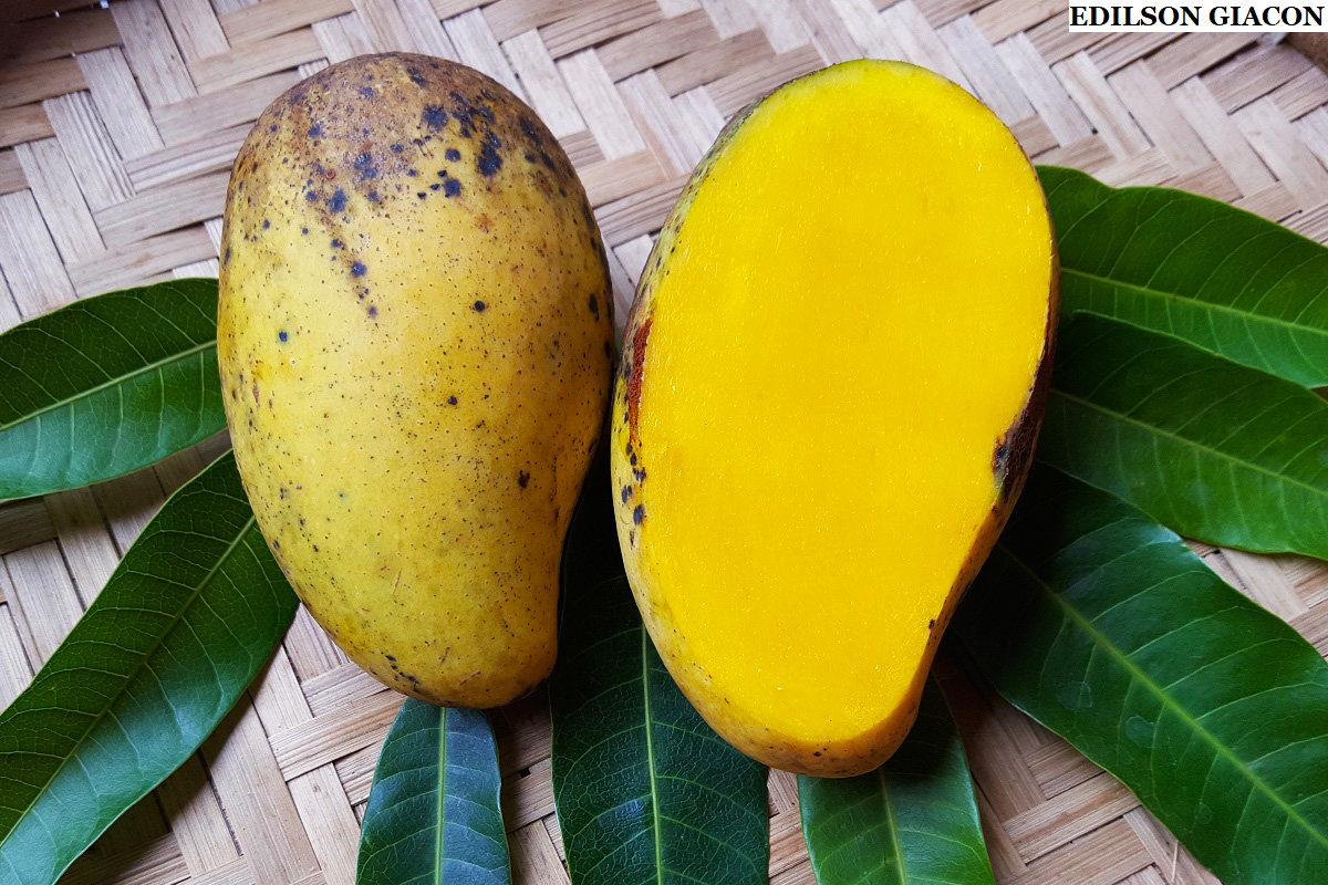 Viveiro Ciprest - Plantas Nativas e Exóticas: Manga Chok Anan ...