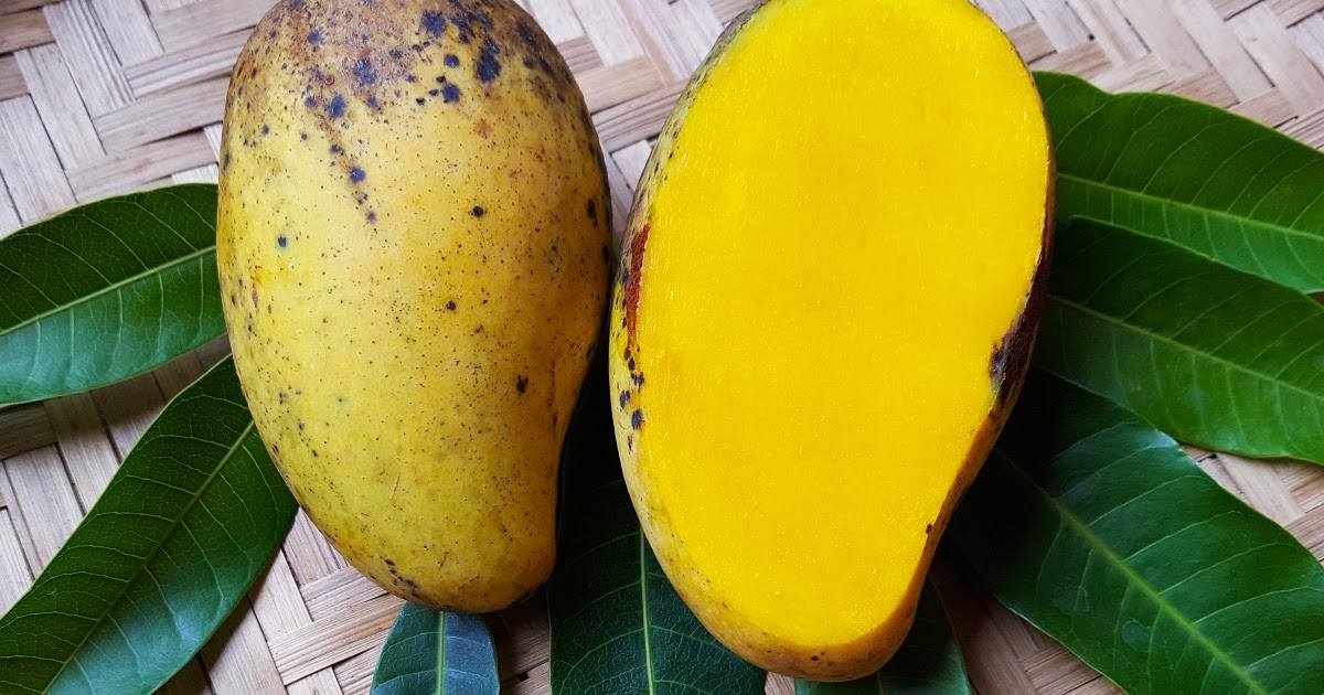 Viveiro Ciprest - Plantas Nativas e Exóticas: Manga Chok Anan ...