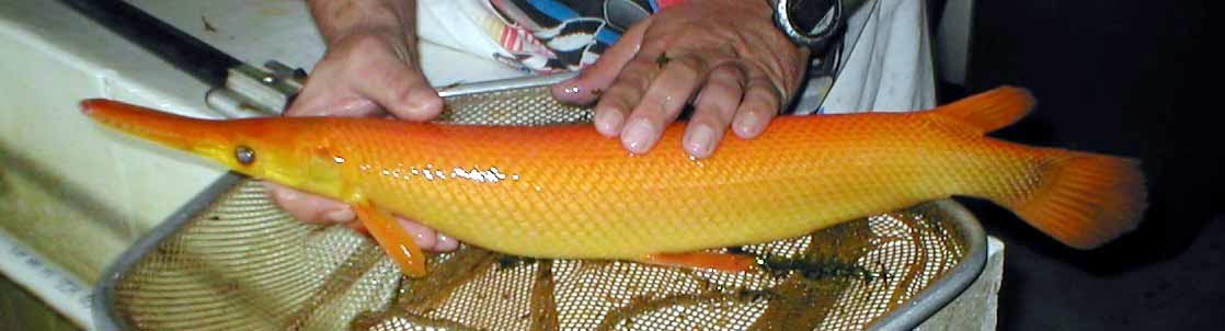 Mahamaya Hiko: jenis-jenis GAR fish (ikan aligator)