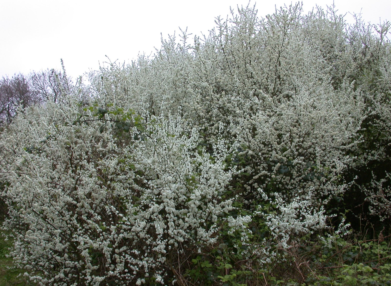 Flora of East Anglia: A Prelude to Spring - Blackthorn versus Cherry Plum
