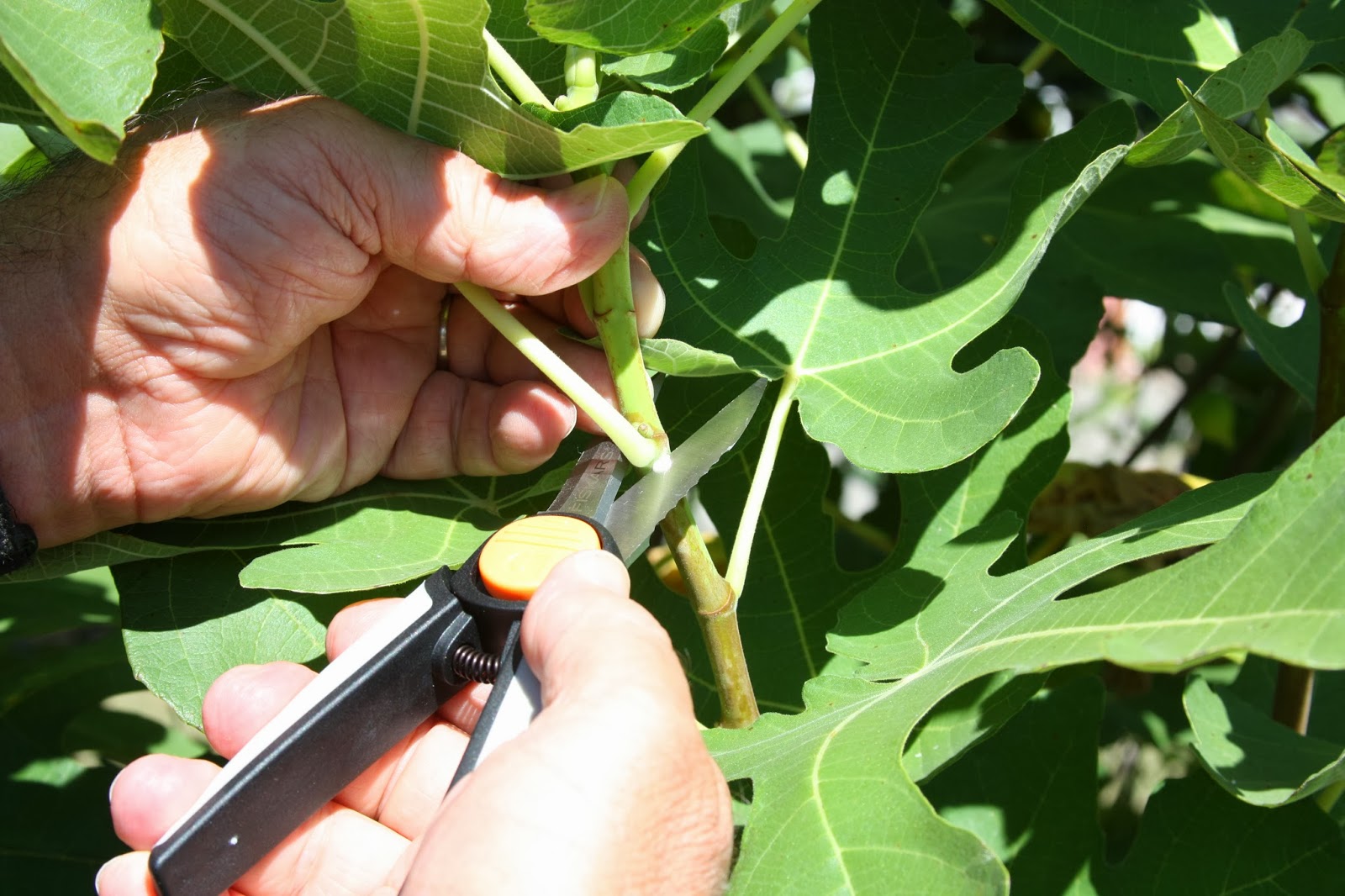 Take fall cuttings to multiply your favorite plants