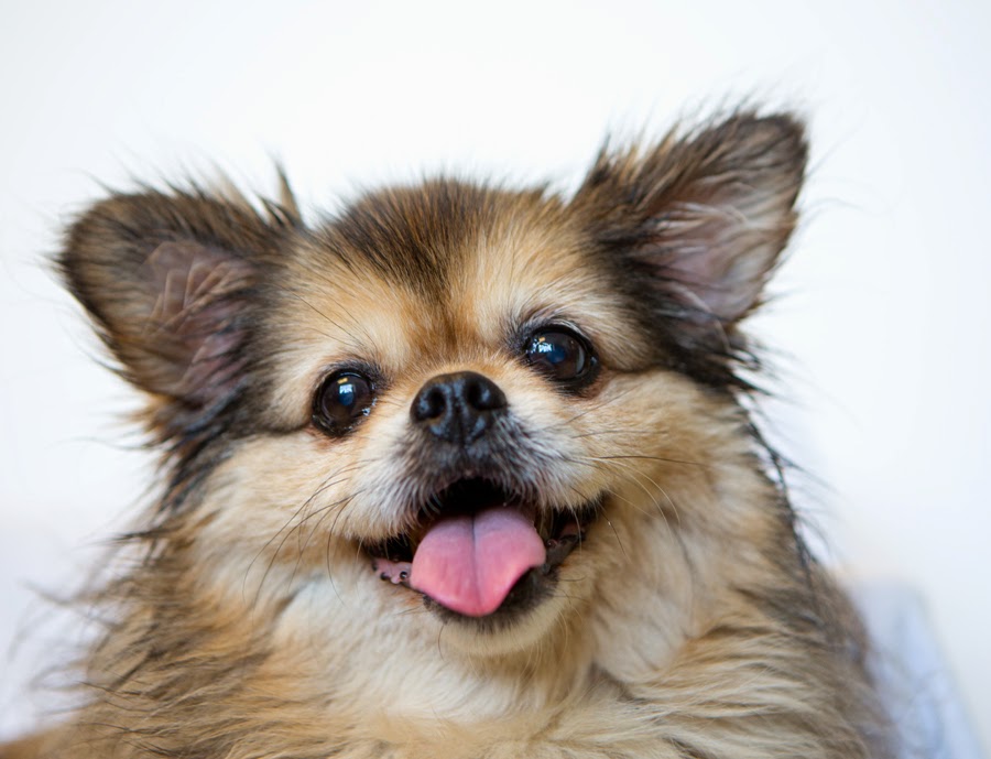 Shelter Dogs of Portland: "CRICKET" Pekingese mix has it all! (but a ...