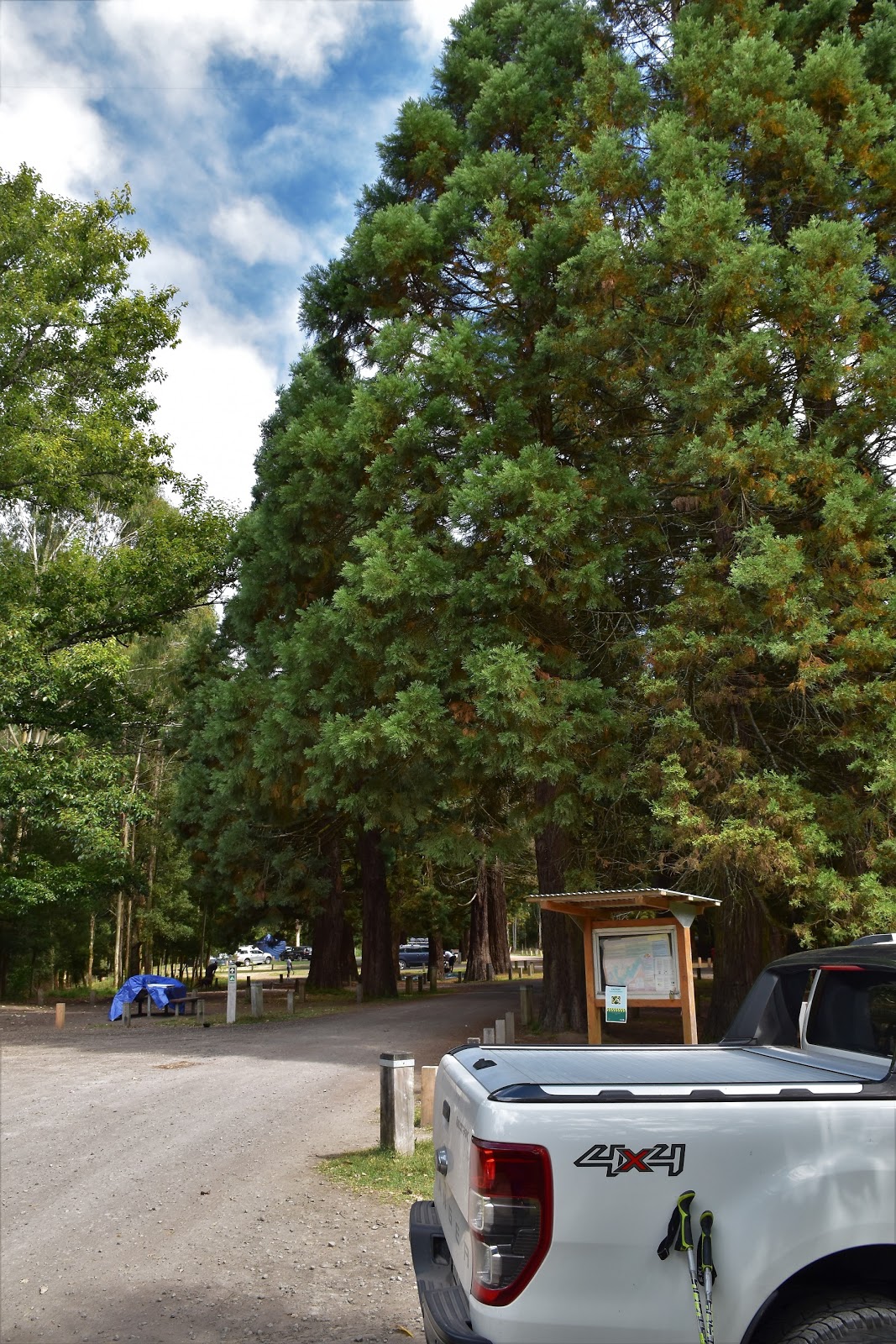 Goin' Feral One Day At A Time: Stevensons Falls Circuit, Otway Forest ...