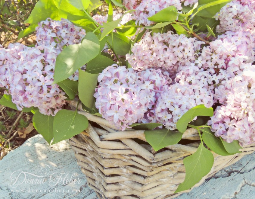 Donna's Designs: Lilac Love ...