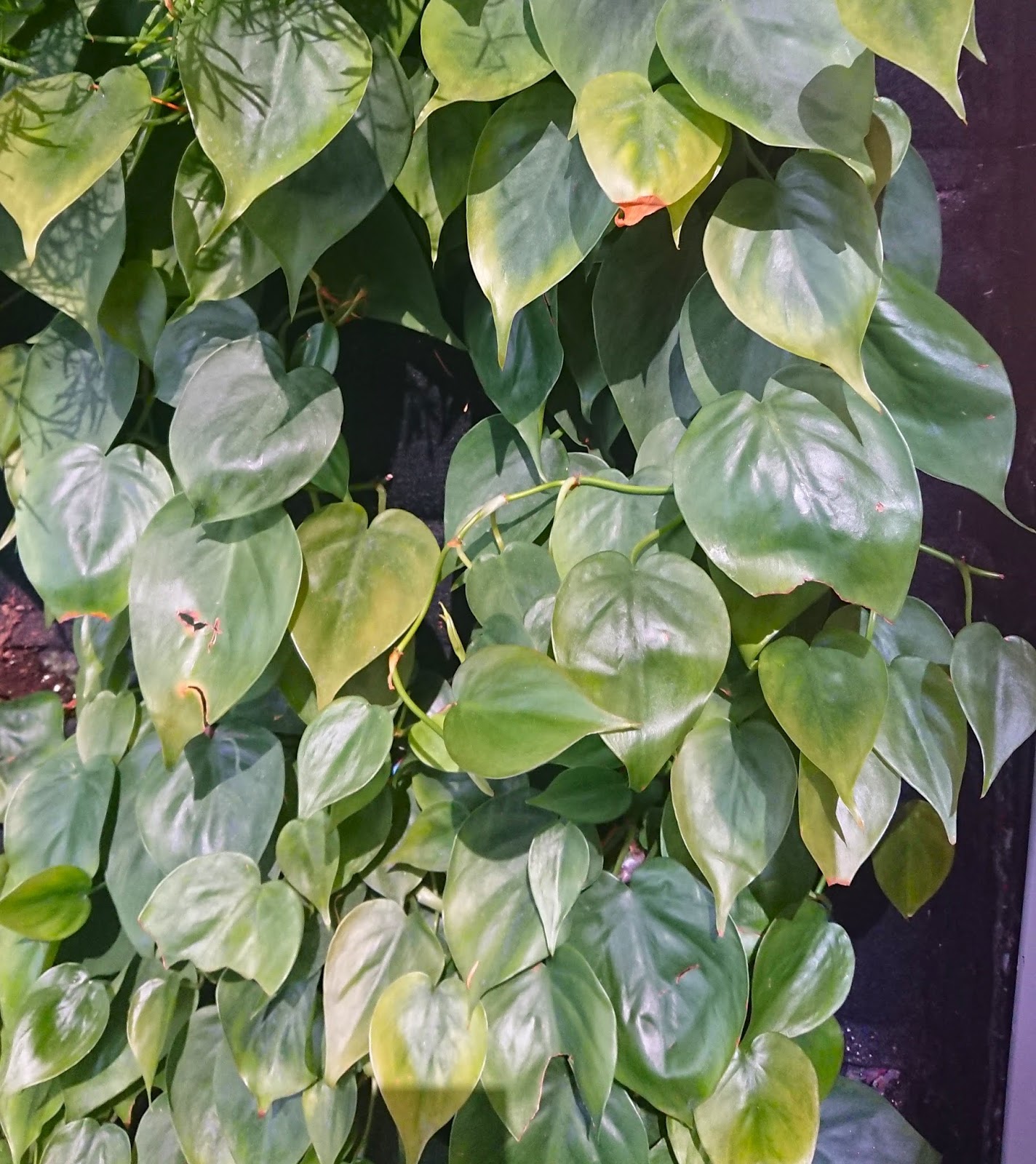Philodendron