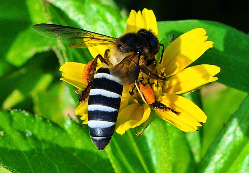Madu Lebah Alami: Jenis - Jenis Lebah