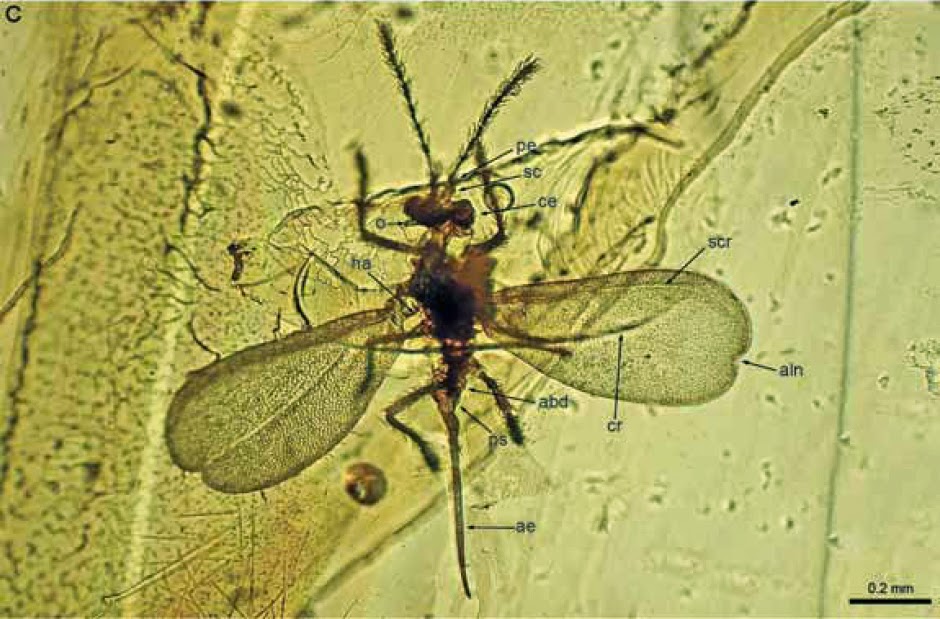 Sciency Thoughts: Sixteen new species of Scale Insects from Cretaceous ...