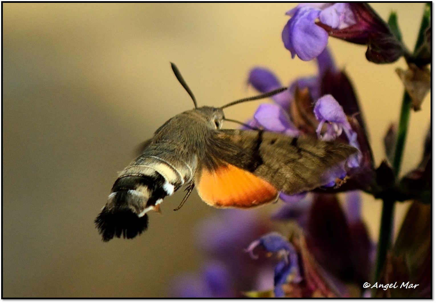 Butterflies and Dragonflies: Macroglossum stellatarum (Polilla Esfinge ...