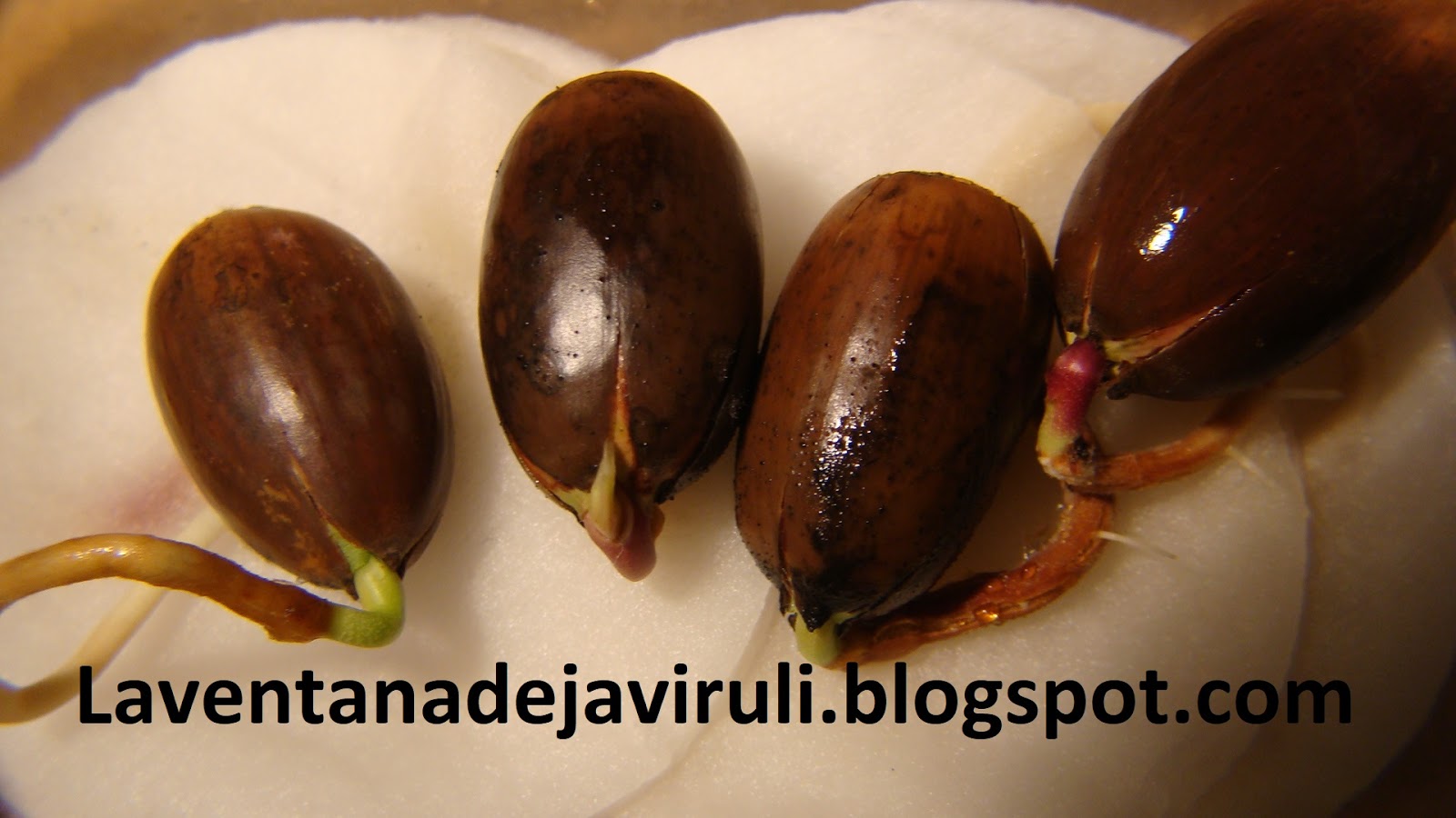 LA VENTANA DE JAVIRULI: CÓMO SEMBRAR ROBLES DESDE BELLOTA (Quercus robur)