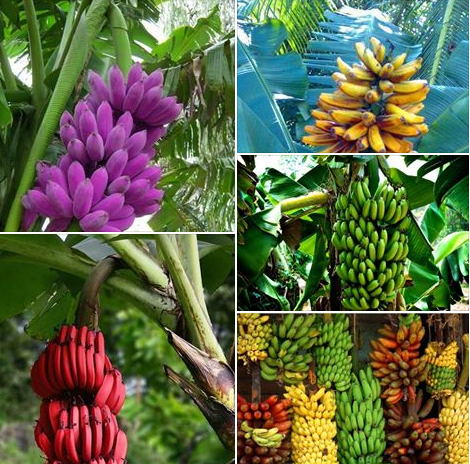 The amazing for Different types of Bananas ~ beautiful world