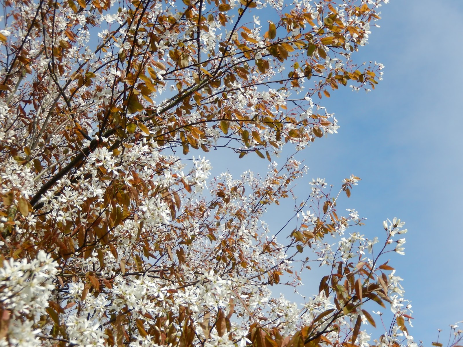 havesysler: En sky af hvide blomster