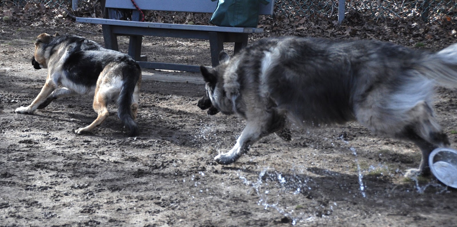 Cooper's Shiloh Shepherd Blog