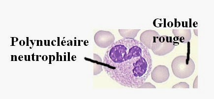 Maladies rénales et nutrition