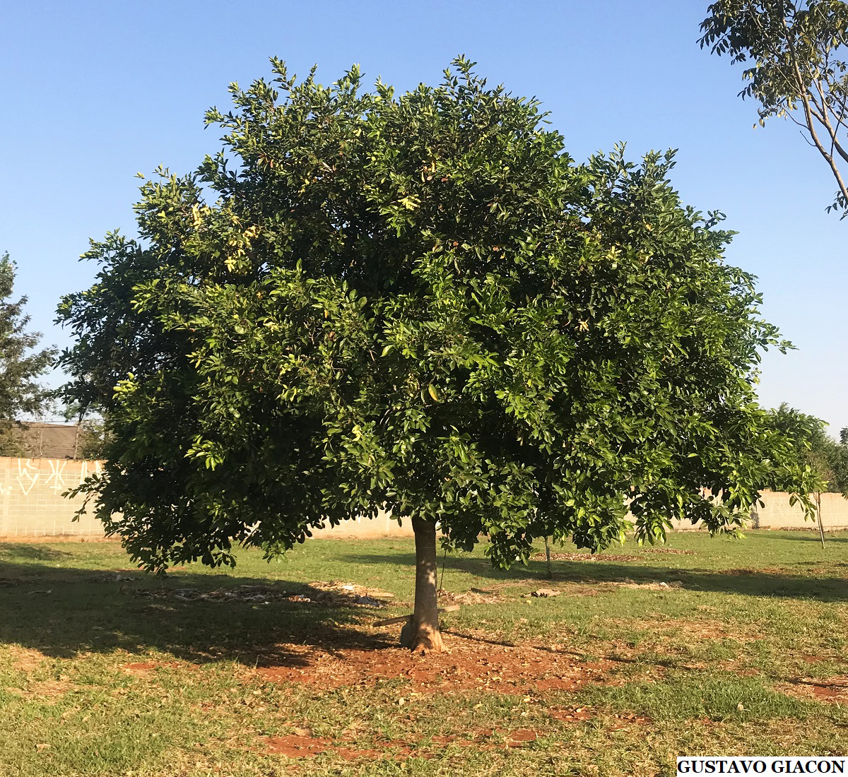 Viveiro Ciprest - Plantas Nativas e Exóticas