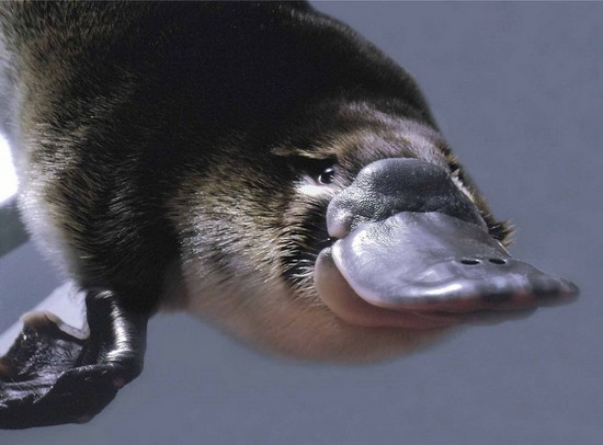 50 Unusual And Rare Animals From Around The World [Pics] | ALL PHOTOZ