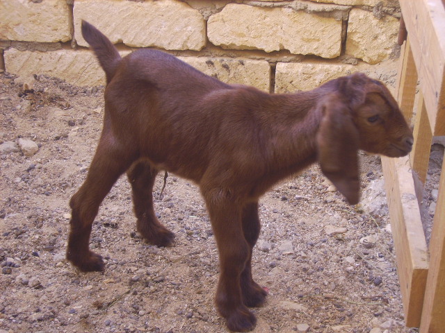 Rahmani Sheep, Shami Goats & More Ain Musa Farm: Our Arrival: Shami ...