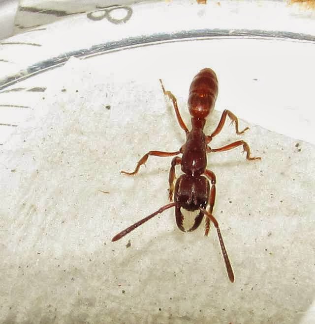 Photos and Info on Ants and Termites of Malaysia: Buniapone amblyops