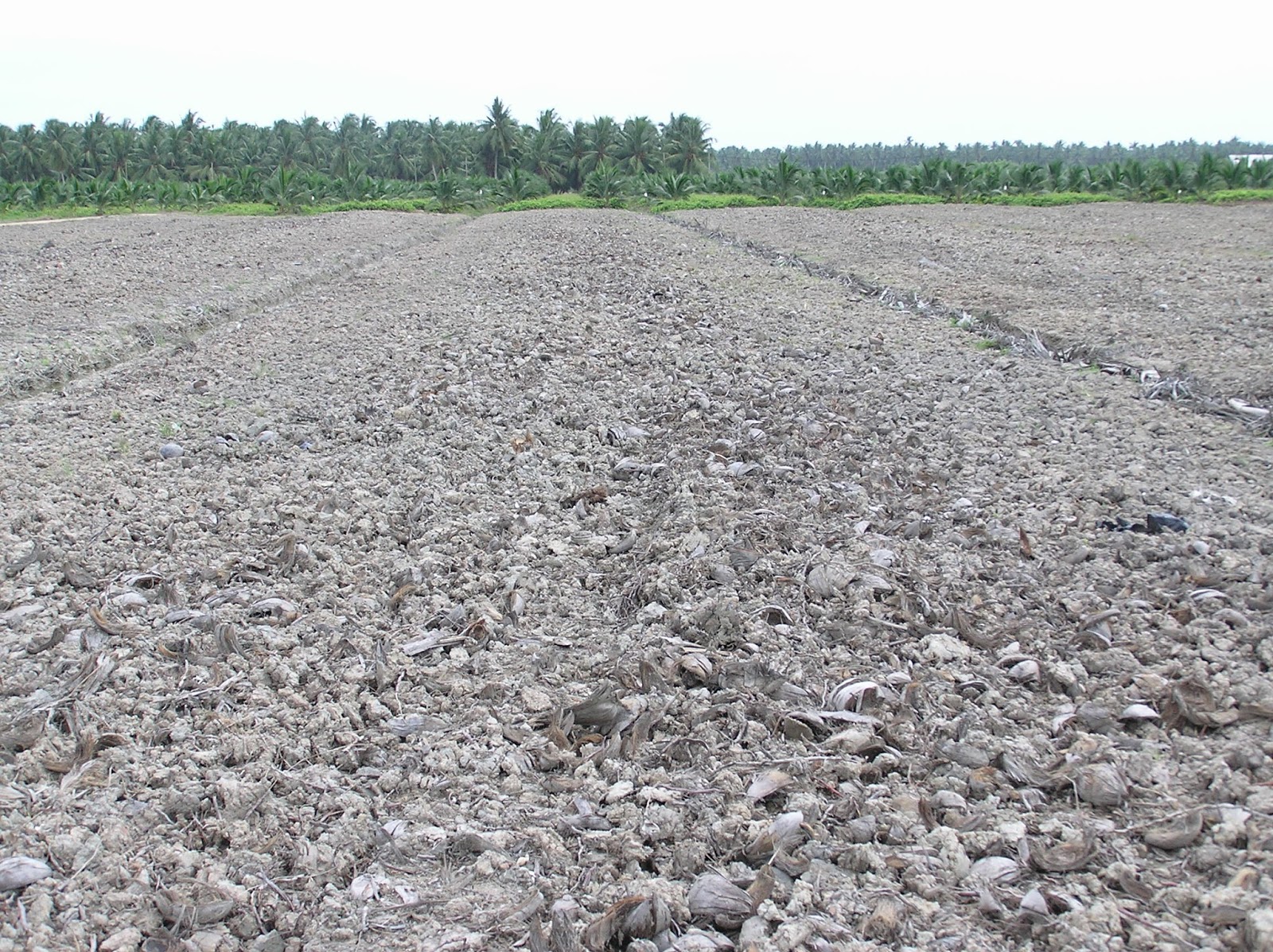 The Basics of Starting a New Coconut Plantation