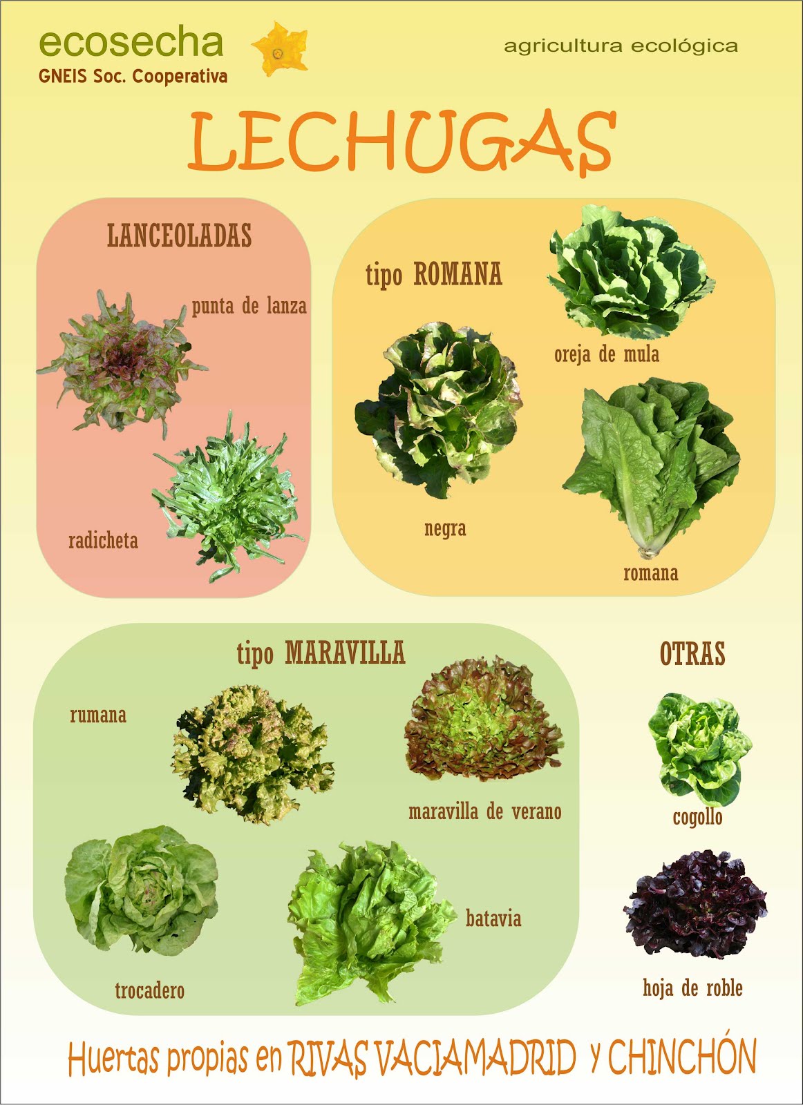 Ecosecha: Info: variedades de lechuga