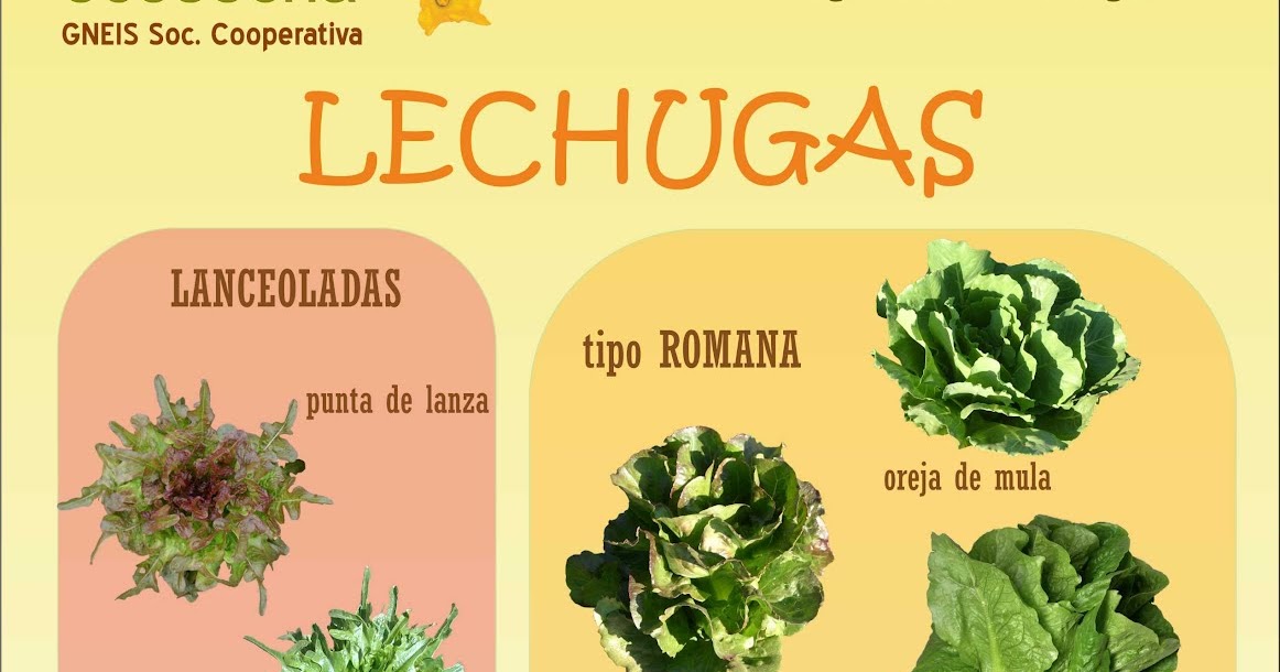 Ecosecha: Info: variedades de lechuga