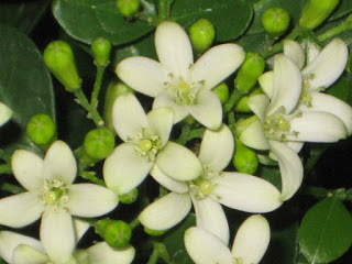 Manfaat Daun Kemuning Untuk kesehatan | Manfaat