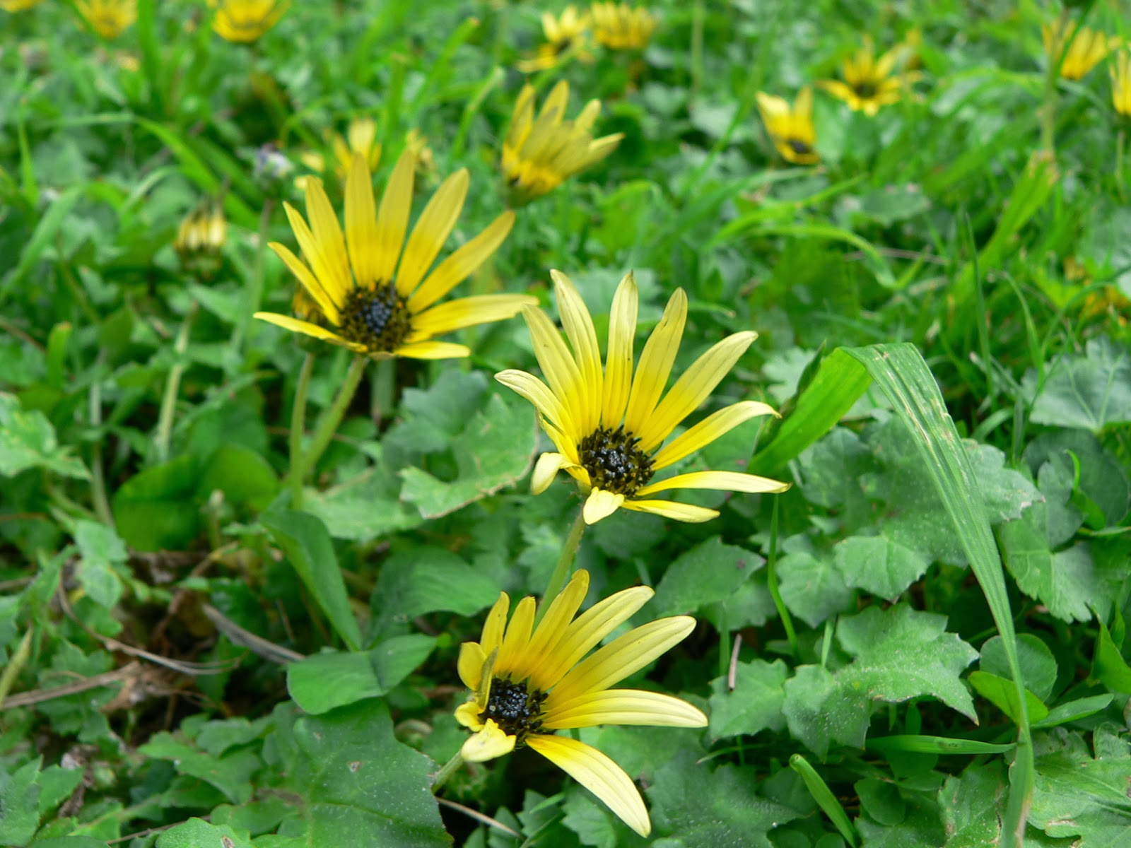 Aggregata Plants & Gardens: Identification and control tips for ...