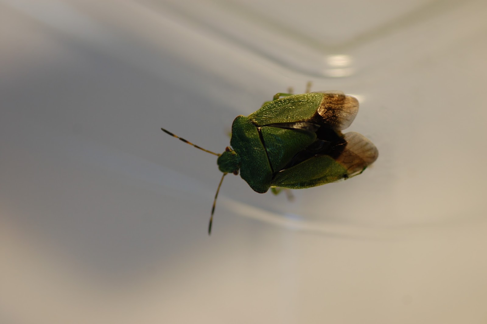 Naturblog: Biotopopgave 1.del / 10 dyr i mit biotop