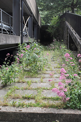 Valley Naturalist: Wildflowers of Pontypool Town Centre